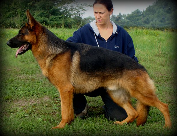 So Cal German Shepherds - Raised Boys